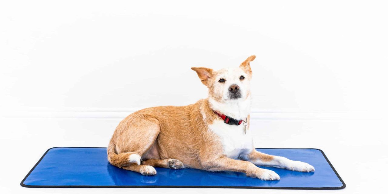 Solid Color Mat | NoFear Pet Mats